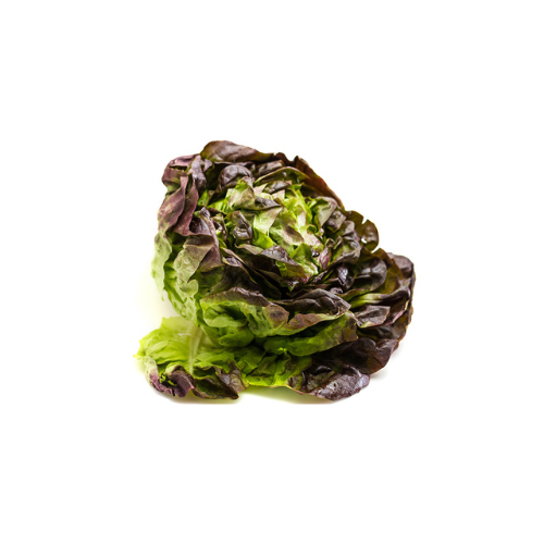 Red Butterhead Lettuce Pre-seeded Seed Pack (Galleri/Galleri Lite ...